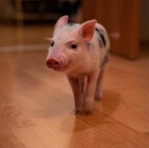 14 Tips How To Feed Mini Pigs - PetPress