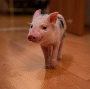 14 Tips How To Feed Mini Pigs - PetPress