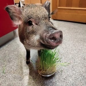 14 Tips How To Feed Mini Pigs - PetPress