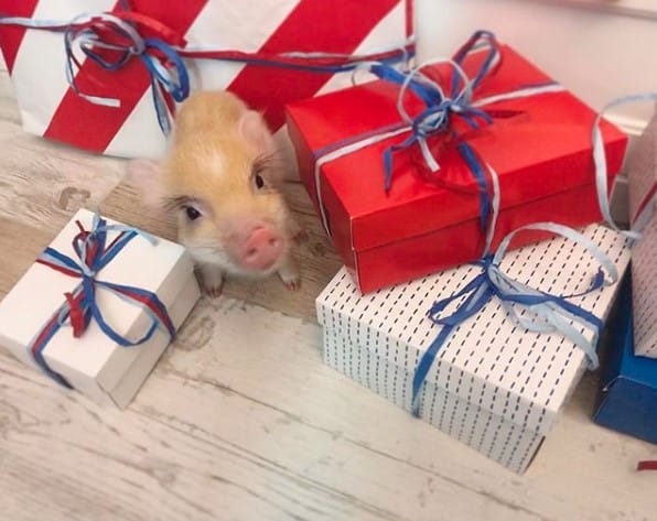 14 Tips How To Feed Mini Pigs - Page 2 of 3 - PetPress