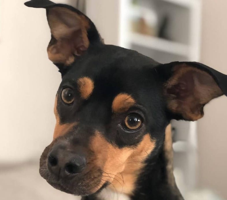 35 Cute Rottweiler Mixes That'll Melt Your Heart - PetPress