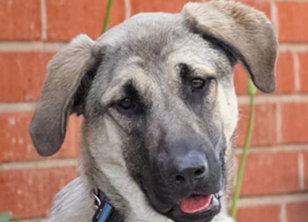 Top 3 Awesome Anatolian Shepherd Dog Mix breeds (Cross breeds) - PetPress