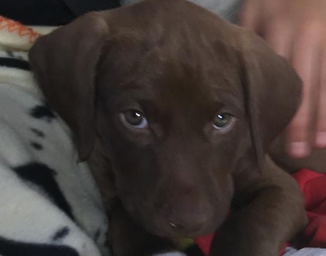 8 German Shorthaired Pointer Mix Breeds – The Popular and Adorable ...