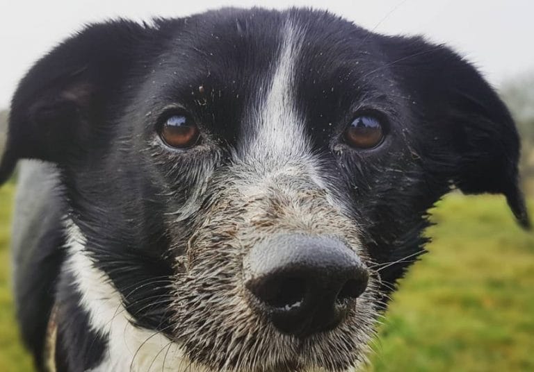 14 Collie Mix Breeds – The Popular and Adorable Hybrid Dogs - PetPress