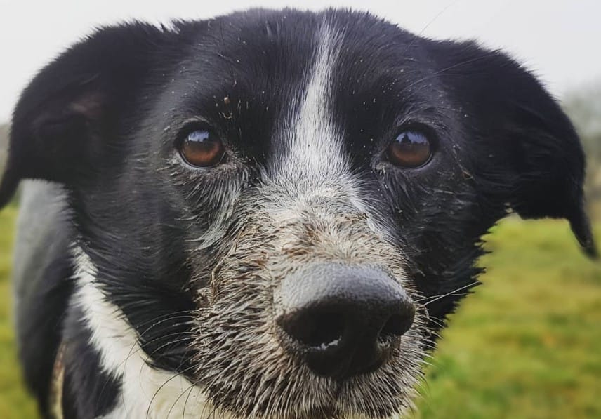 14 Collie Mix Breeds – The Popular and Adorable Hybrid Dogs - PetPress