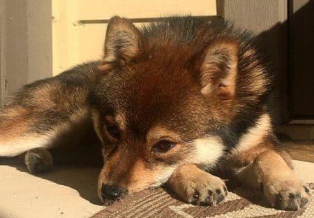 18 Shiba Inu Mix Breeds – The Popular and Adorable Hybrid Dogs - PetPress