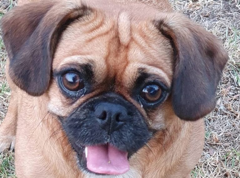 39 Utterly Gorgeous Cavalier King Charles Spaniel Mixes You Need In ...