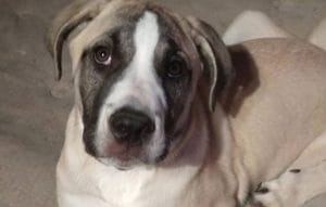 18 Great Pyrenees Mix Breeds – The Popular and Adorable Hybrid Dogs ...