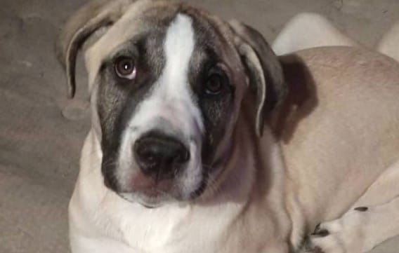 18 Great Pyrenees Mix Breeds – The Popular and Adorable Hybrid Dogs ...