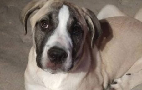 18 Great Pyrenees Mix Breeds – The Popular and Adorable Hybrid Dogs ...