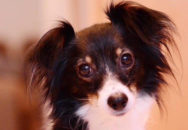 35 Papillon Mix Breeds – The Popular and Adorable Hybrid Dogs - PetPress