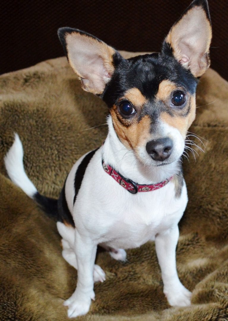 26 Times Rat Terriers Mixed With Other Breeds - PetPress