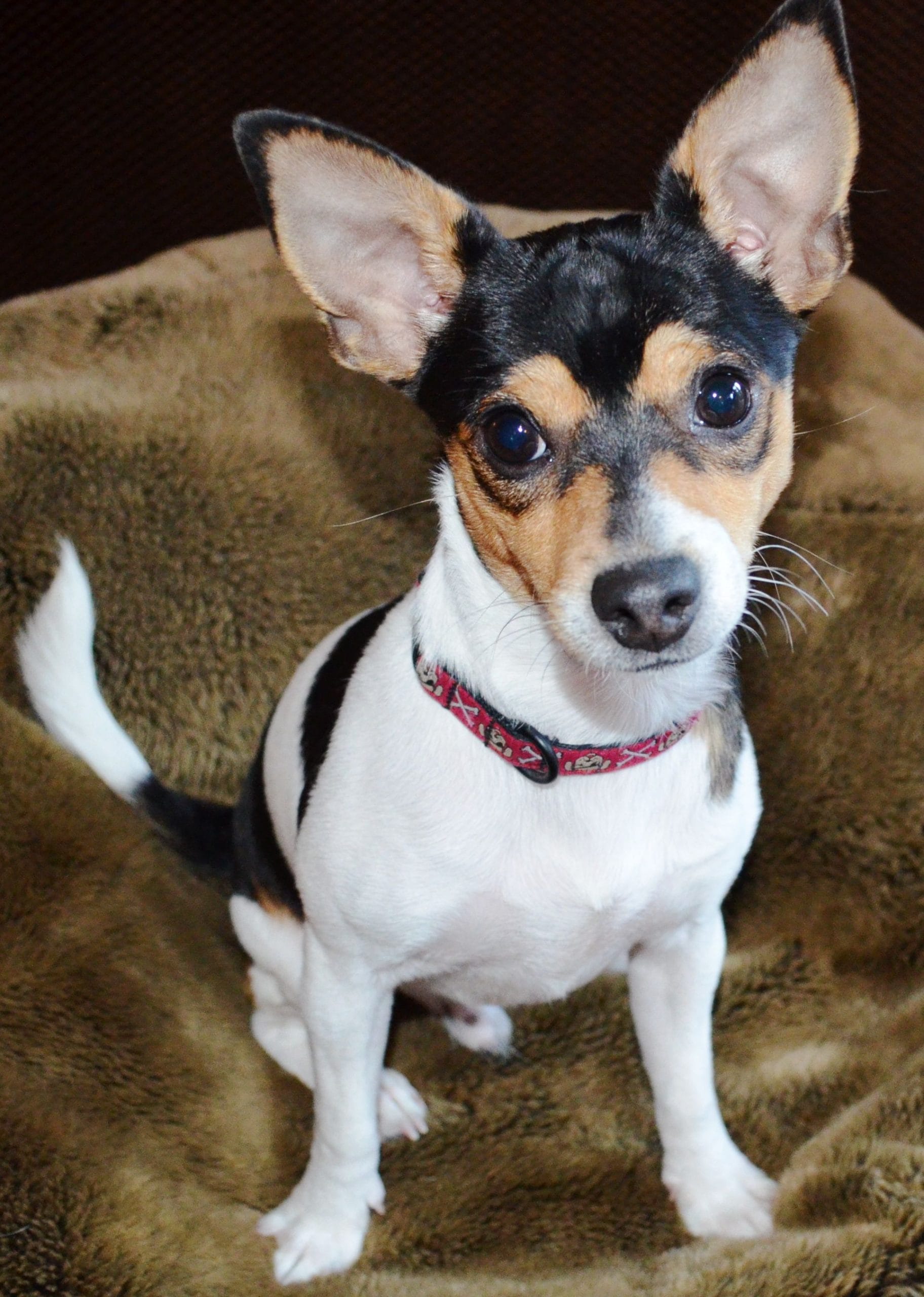 26 Times Rat Terriers Mixed With Other Breeds - PetPress