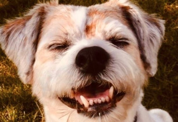 Shih Tzu Mixes: 40 Different Shih Tzu Hybrids You’ll Love - PetPress