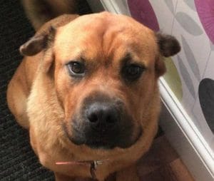 24 Of The Cutest And Funniest Shar-Pei Mixes - PetPress