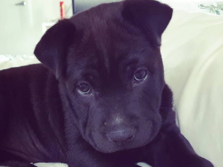 35 Cute Rottweiler Mixes That'll Melt Your Heart - PetPress