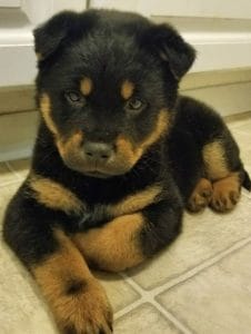 14 Chow Chow Mix Breeds That Are Unbelievably Cute!