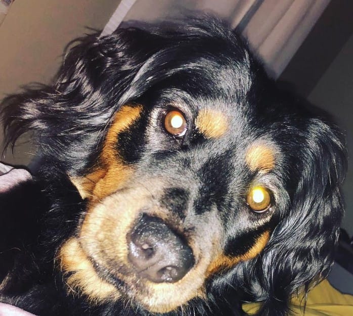 52 Cocker Spaniel Mixes That Are Absolutely Precious - PetPress