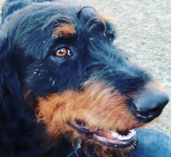 35 Cute Rottweiler Mixes That'll Melt Your Heart - PetPress