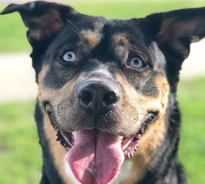 35 Cute Rottweiler Mixes That'll Melt Your Heart - PetPress