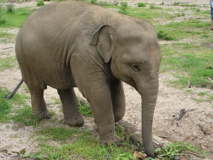 Elephant Names: 300 Best Names For Boy and Girl Elephants