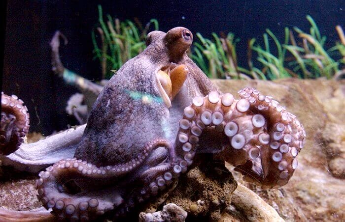Octopus Names – Top 160+ Names For Your Pet Octopus