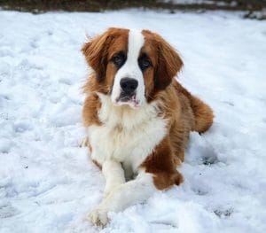 16 Saint Bernard Mixes That Will Melt Your Cold, Unloving Heart - PetPress