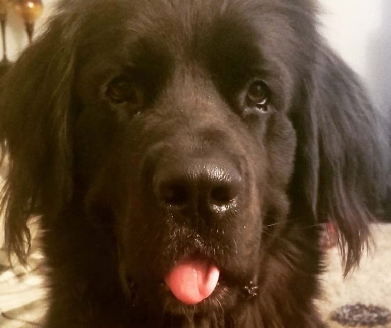 11 Newfoundland Mixes That'll Melt Your Heart - PetPress