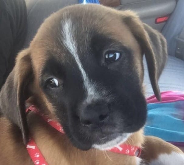 16 Saint Bernard Mixes That Will Melt Your Cold, Unloving Heart - PetPress