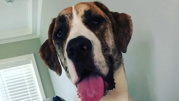 The 14 Coolest Saint Bernard Tattoo Ideas For Owners and Breed Lovers - PetPress