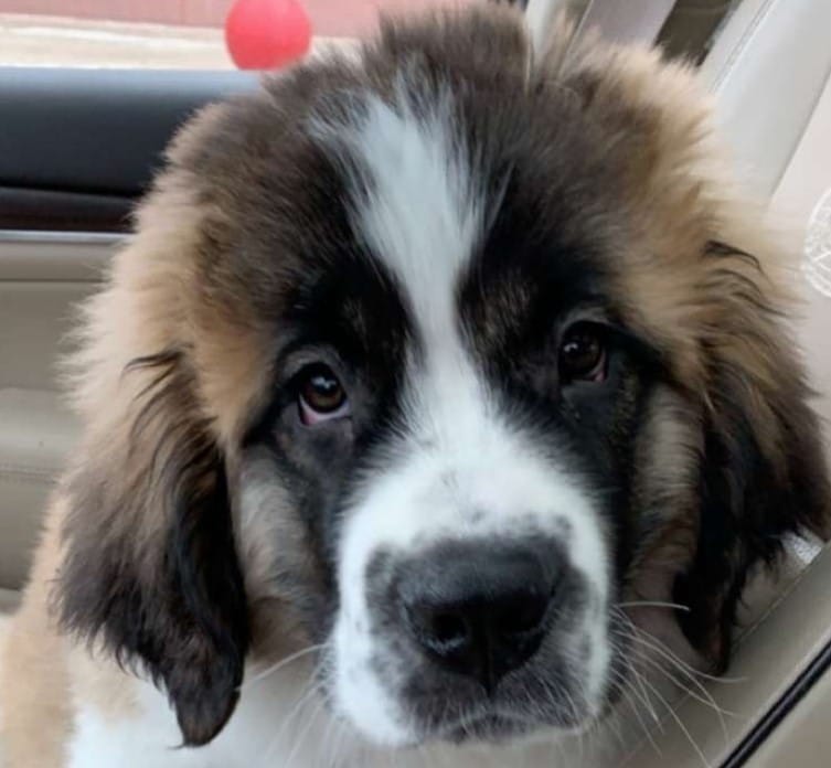 16 Saint Bernard Mixes That Will Melt Your Cold, Unloving Heart - PetPress