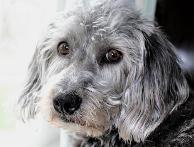 25 Scottish Terrier Mix Breeds – The Popular and Adorable Hybrid Dogs ...