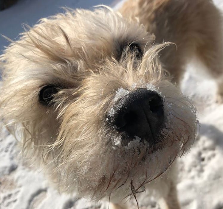 46 Utterly Gorgeous Schnauzer Mixes You Need In Your Life - PetPress