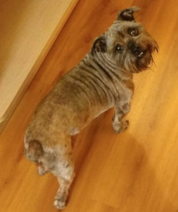 46 Utterly Gorgeous Schnauzer Mixes You Need In Your Life - PetPress