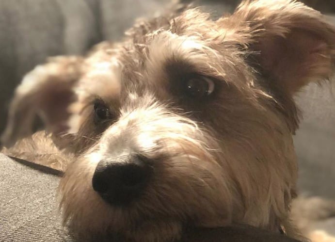 35 Cute Rottweiler Mixes That'll Melt Your Heart - PetPress