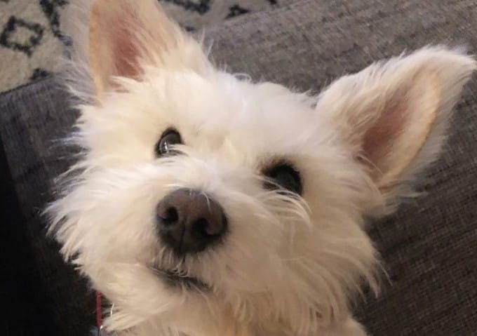 18 Shiba Inu Mix Breeds – The Popular and Adorable Hybrid Dogs - PetPress