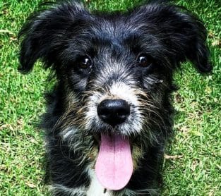 25 Scottish Terrier Mix Breeds – The Popular and Adorable Hybrid Dogs ...