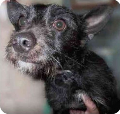 25 Scottish Terrier Mix Breeds – The Popular and Adorable Hybrid Dogs ...