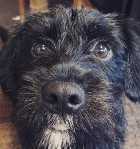 25 Scottish Terrier Mix Breeds – The Popular and Adorable Hybrid Dogs ...