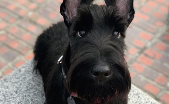14 Interesting Things To Know About Scottish Terriers - PetPress