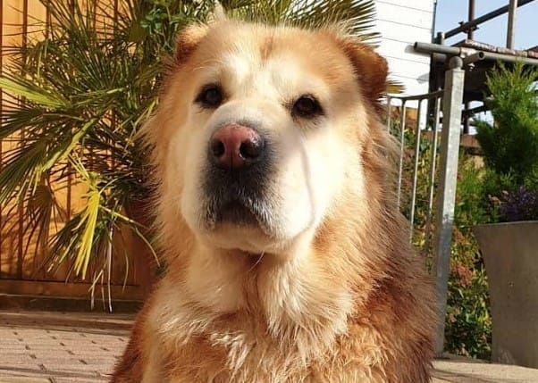 24 Of The Cutest And Funniest Shar-Pei Mixes - PetPress