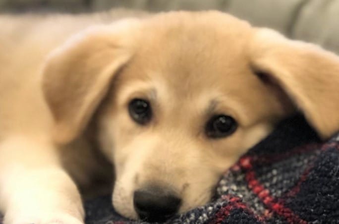 18 Great Pyrenees Mix Breeds – The Popular and Adorable Hybrid Dogs ...