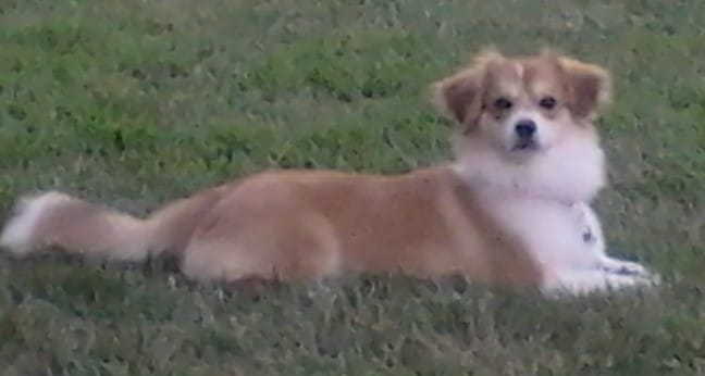 34 Pekingese Mixes That Will Melt Your Cold, Unloving Heart - PetPress