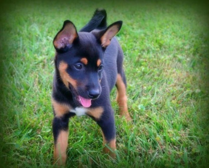 18 Shiba Inu Mix Breeds – The Popular and Adorable Hybrid Dogs - PetPress