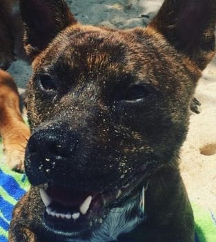 18 Shiba Inu Mix Breeds – The Popular and Adorable Hybrid Dogs - PetPress