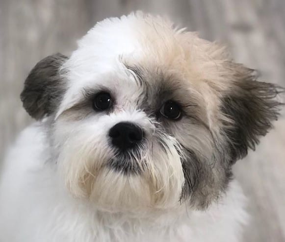 24 Bichon Frise Mixes: Bichon Frise Cross Breeds - PetPress