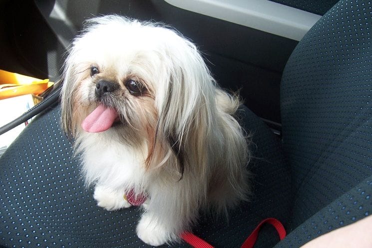34 Pekingese Mixes That Will Melt Your Cold, Unloving Heart - PetPress