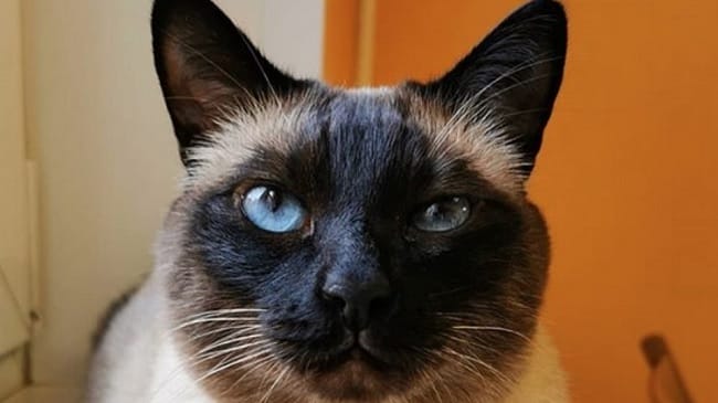 15 Funny Siamese Cats To Brighten Up Your Day - PetPress
