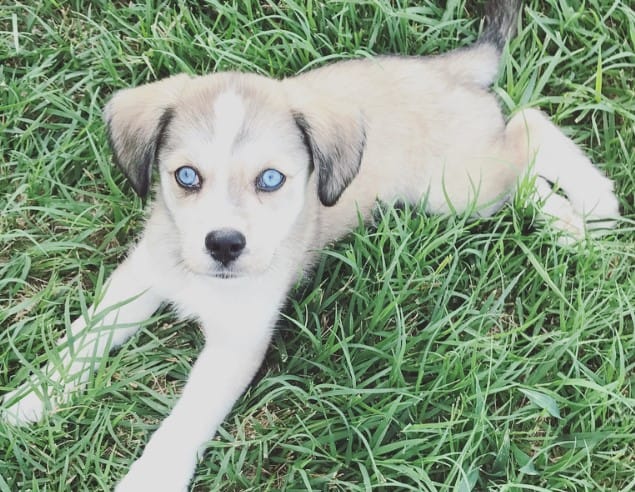 52 Cocker Spaniel Mixes That Are Absolutely Precious - PetPress