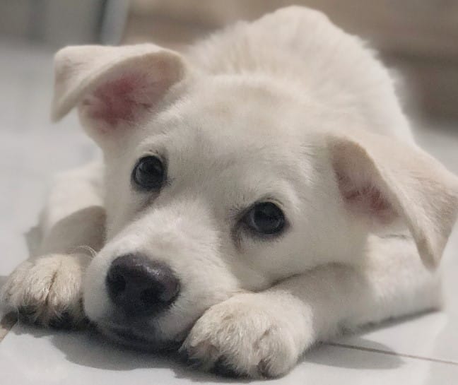 29 Times Huskies Mixed With Other Breeds - PetPress